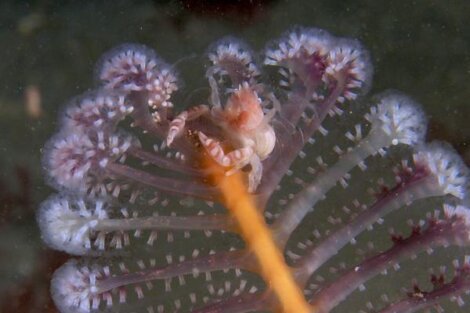 Plumas de mar: características, hábitat y alimentación - Mis animales