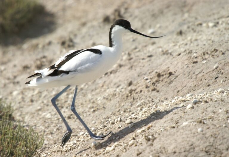 La avoceta: hábitat, reproducción y alimentación - Mis animales