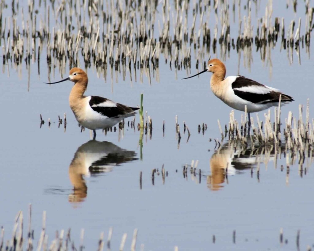 La avoceta: hábitat, reproducción y alimentación - Mis animales