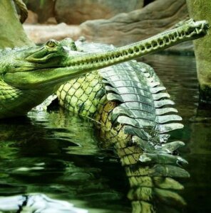 7 curiosidades sobre el gavial de Ganges - Mis animales