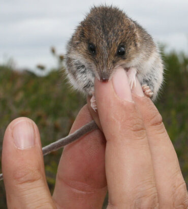 7 curiosidades sobre el dunnart - Mis animales