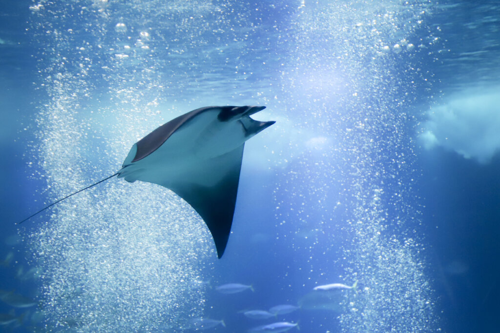 7 curiosidades sobre la mantarraya - Mis Animales