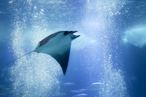 7 curiosidades sobre la mantarraya - Mis animales