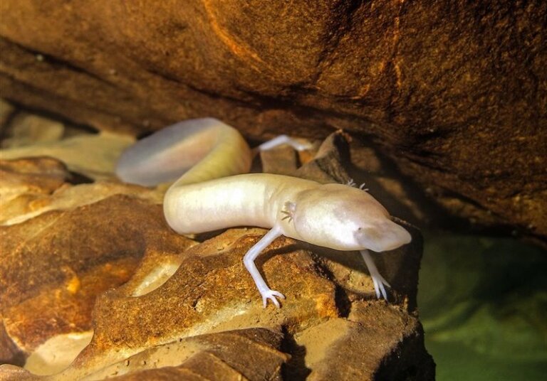 Conoce todo sobre el olm, un animal sorprendente - Mis animales
