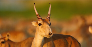5 datos curiosos sobre el antílope saiga - Mis animales