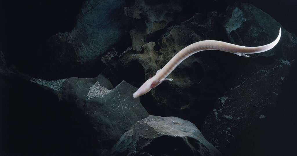 Conoce todo sobre el olm, un animal sorprendente - Mis animales