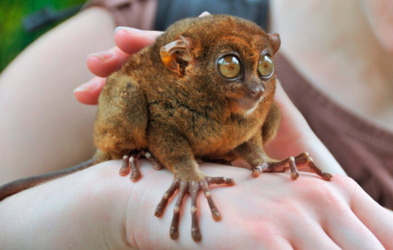 Conoce todo sobre el tarsero fantasma - Mis animales