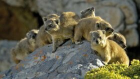 El damán: hábitat, características y curiosidades - Mis animales