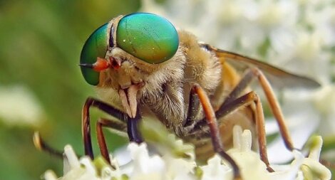 El tábano bovino: hábitat, características y reproducción - Mis animales