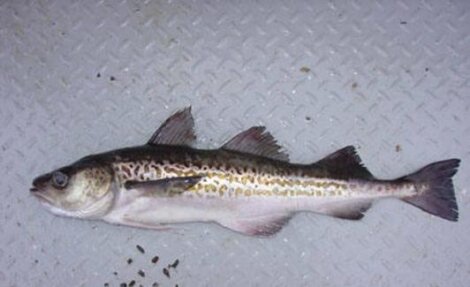 El abadejo: hábitat, características y curiosidades - Mis animales