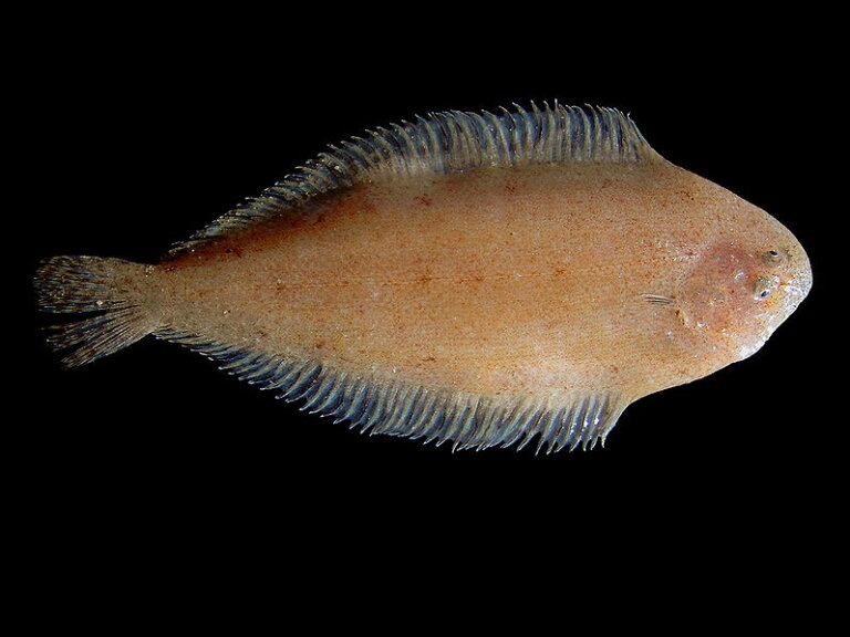 La acedía: hábitat, reproducción y características - Mis animales