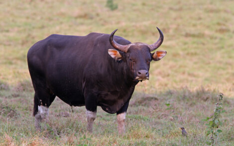 El banteng: hábitat, características y curiosidades - Mis animales