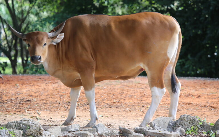 El banteng: hábitat, características y curiosidades - Mis animales