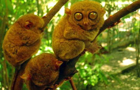 Conoce todo sobre el tarsero fantasma - Mis Animales