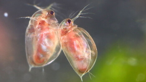 La pulga de agua, un crustáceo peculiar - Mis animales