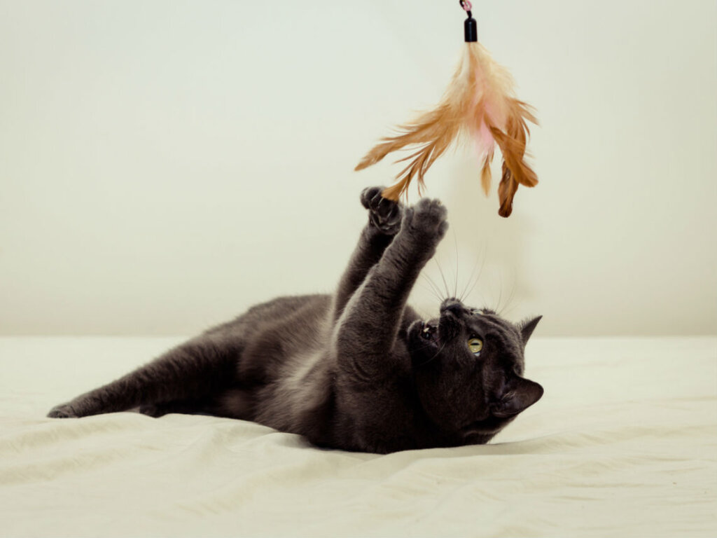 ¿Los gatos en casa necesitan estimulación sensorial? - Mis animales