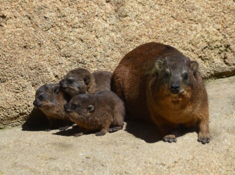 El damán: hábitat, características y curiosidades - Mis animales