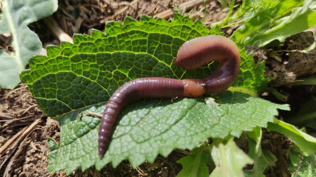 La miñoca: hábitat, características y reproducción - Mis Animales