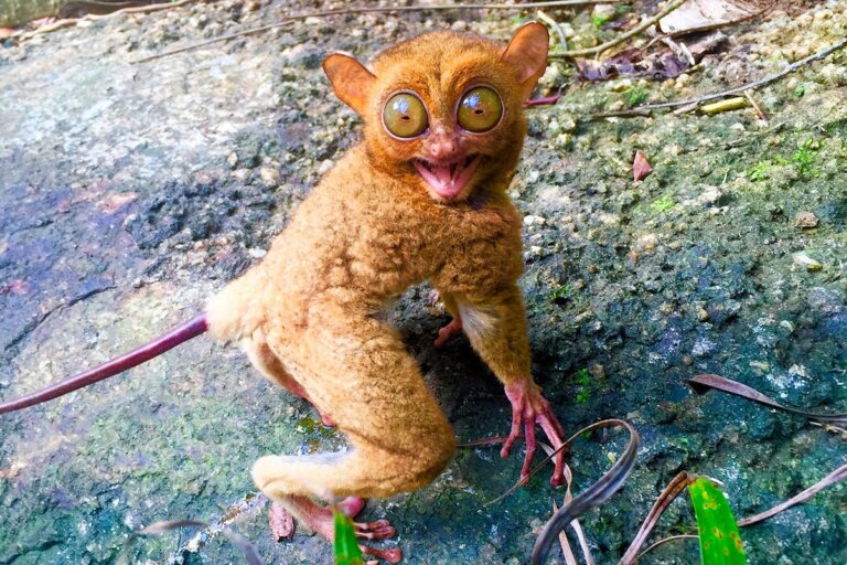 Conoce todo sobre el tarsero fantasma - Mis animales