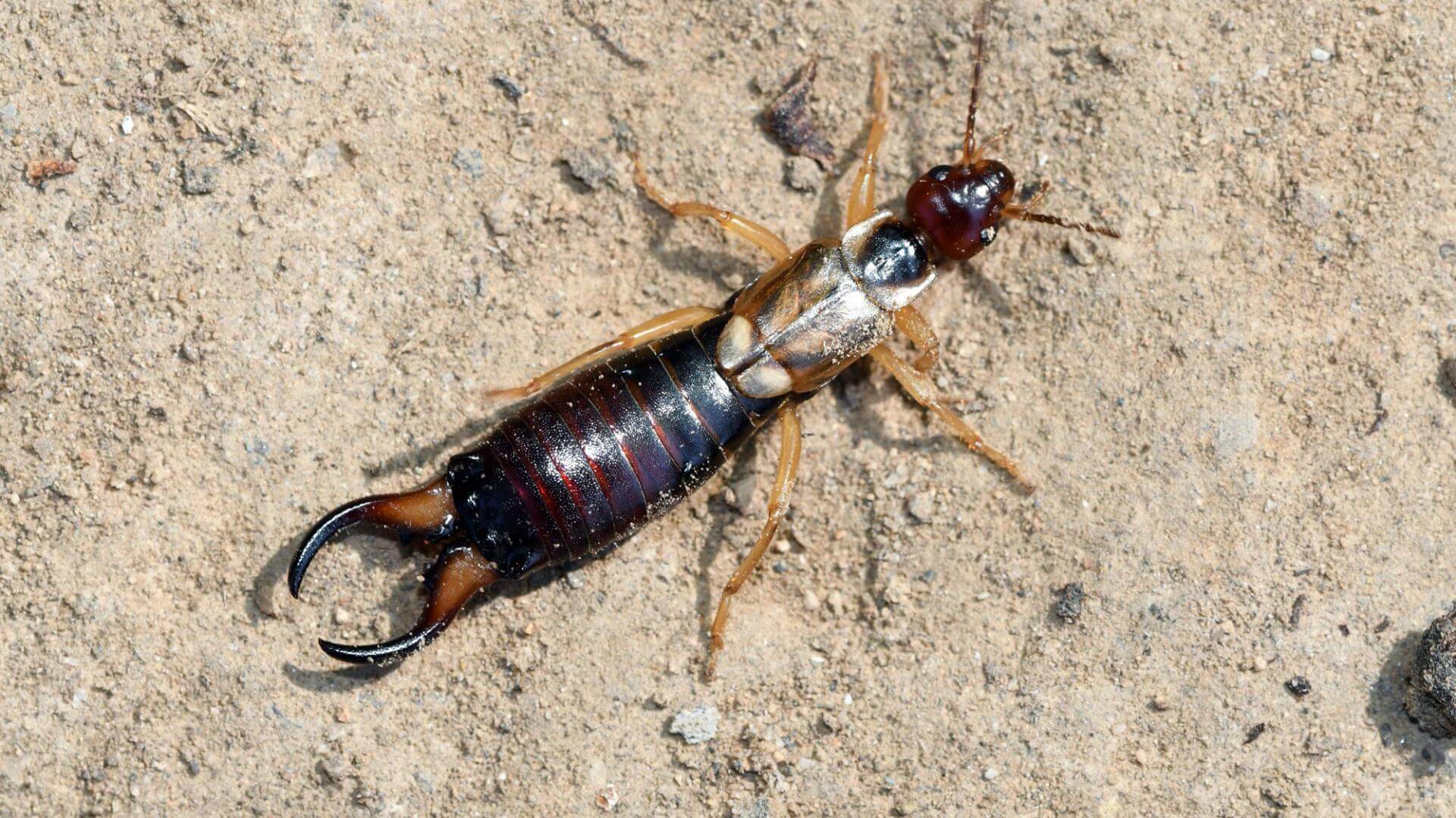 Conoce todo sobre la tijereta, un insecto muy peculiar - Mis animales
