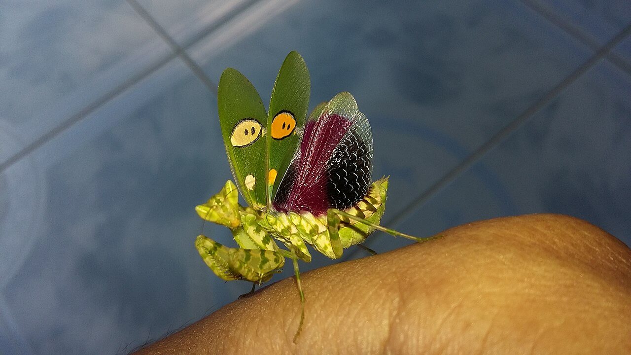 5 curiosidades de la mantis flor de la India - Mis animales