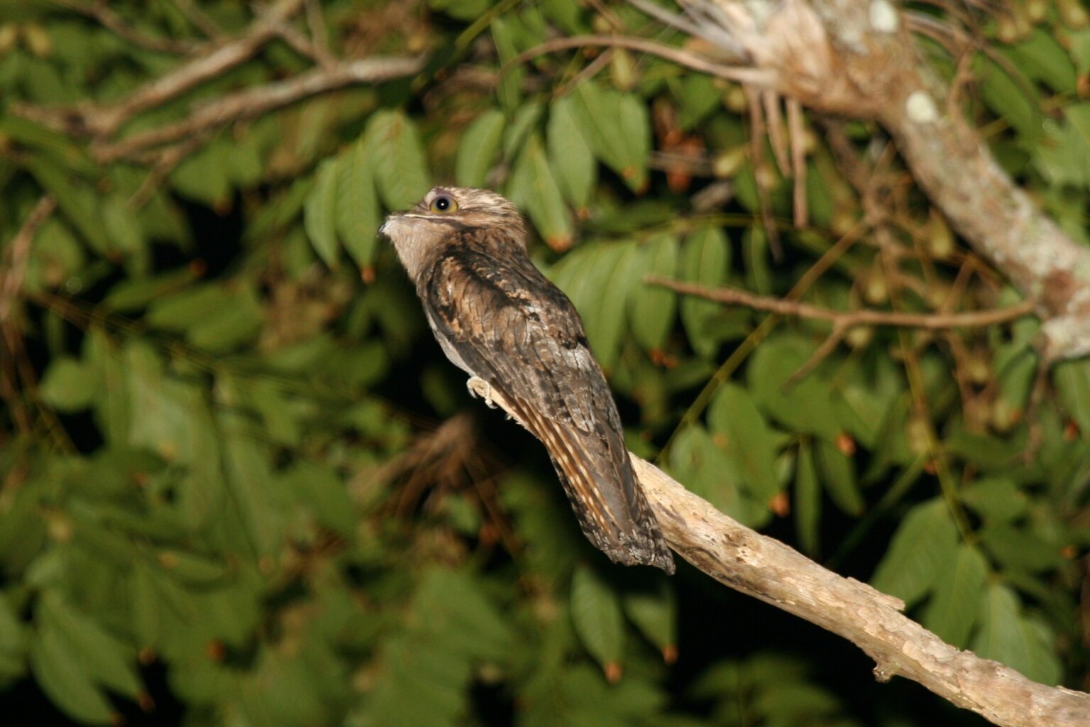 5 curiosidades del potoo - Mis animales