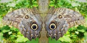 5 curiosidades de la mariposa búho - Mis animales