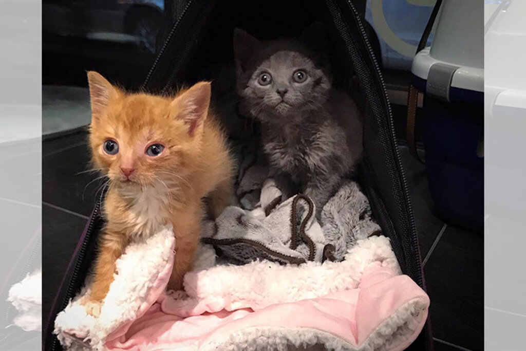 Mamá gata dejó a sus bebés en la puerta de una casa con la esperanza de ...