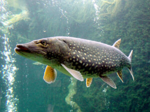 El lucio: hábitat, características y reproducción - Mis animales