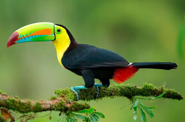El tucán pico iris: hábitat, características y curiosidades - Mis animales