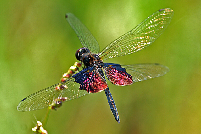 Las libélulas más bonitas del mundo - Mis animales