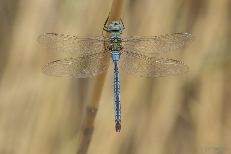 Las libélulas más bonitas del mundo - Mis animales