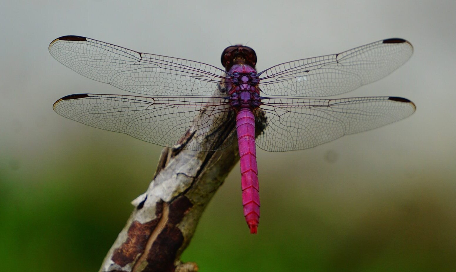 Las libélulas más bonitas del mundo - Mis animales