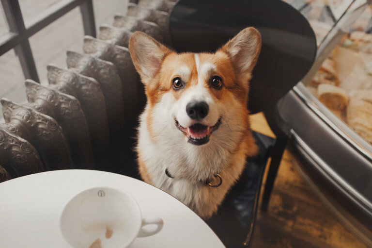 20 ideas inspiradas en el café para nombrar a tu mascota - Mis animales