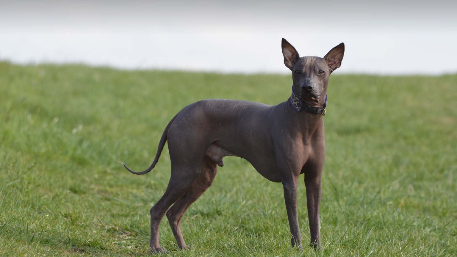 7 curiosidades del perro peruano - Mis animales