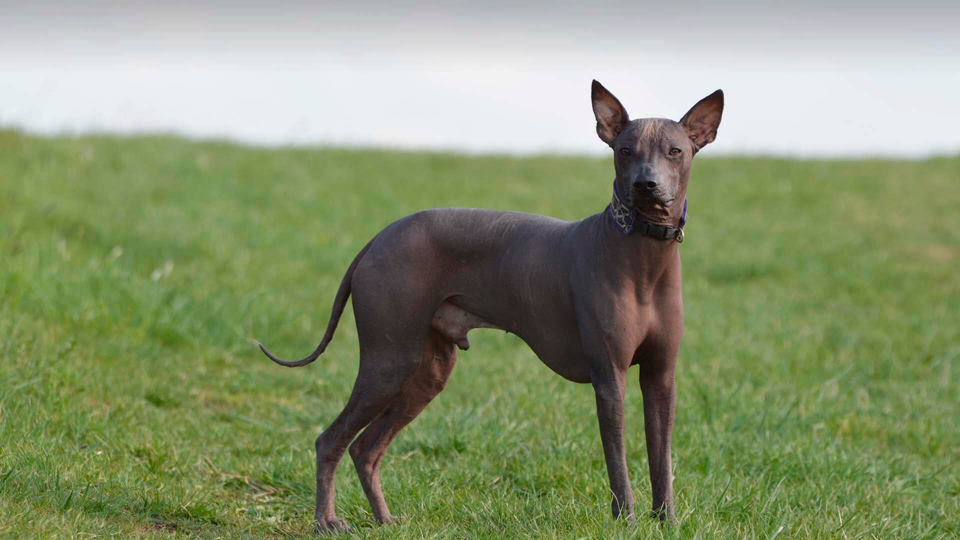 7 curiosidades del perro peruano - Mis animales