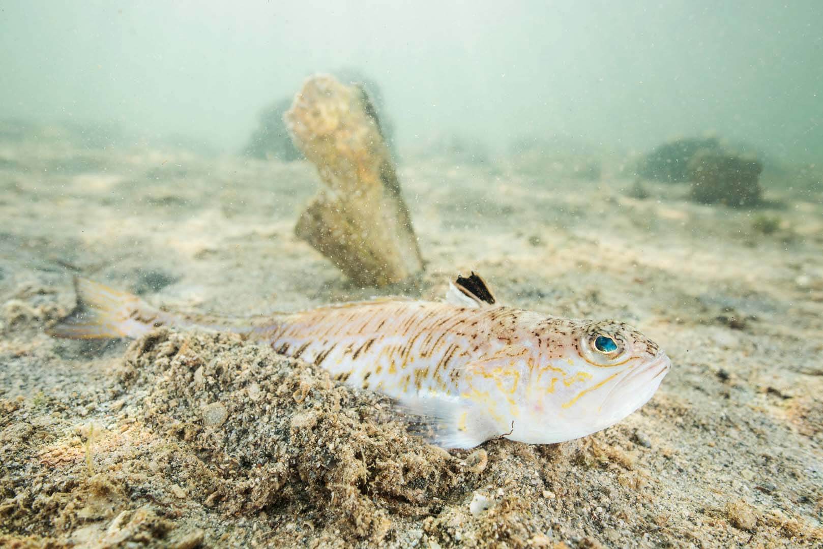¿Qué es un piojo de mar y qué hacer si te pica? - Mis Animales