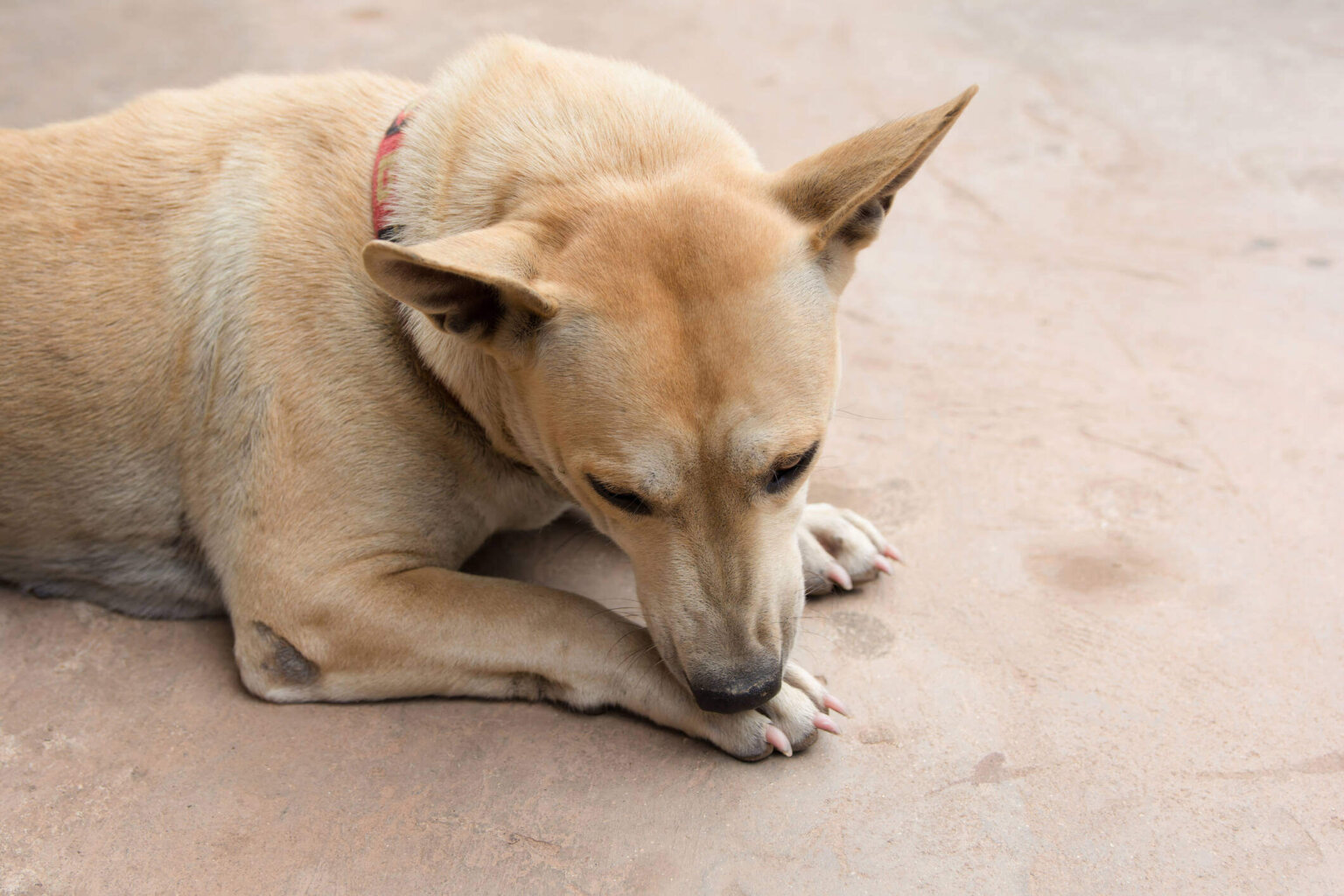 7 comportamientos de dolor en perros | Animales Leales