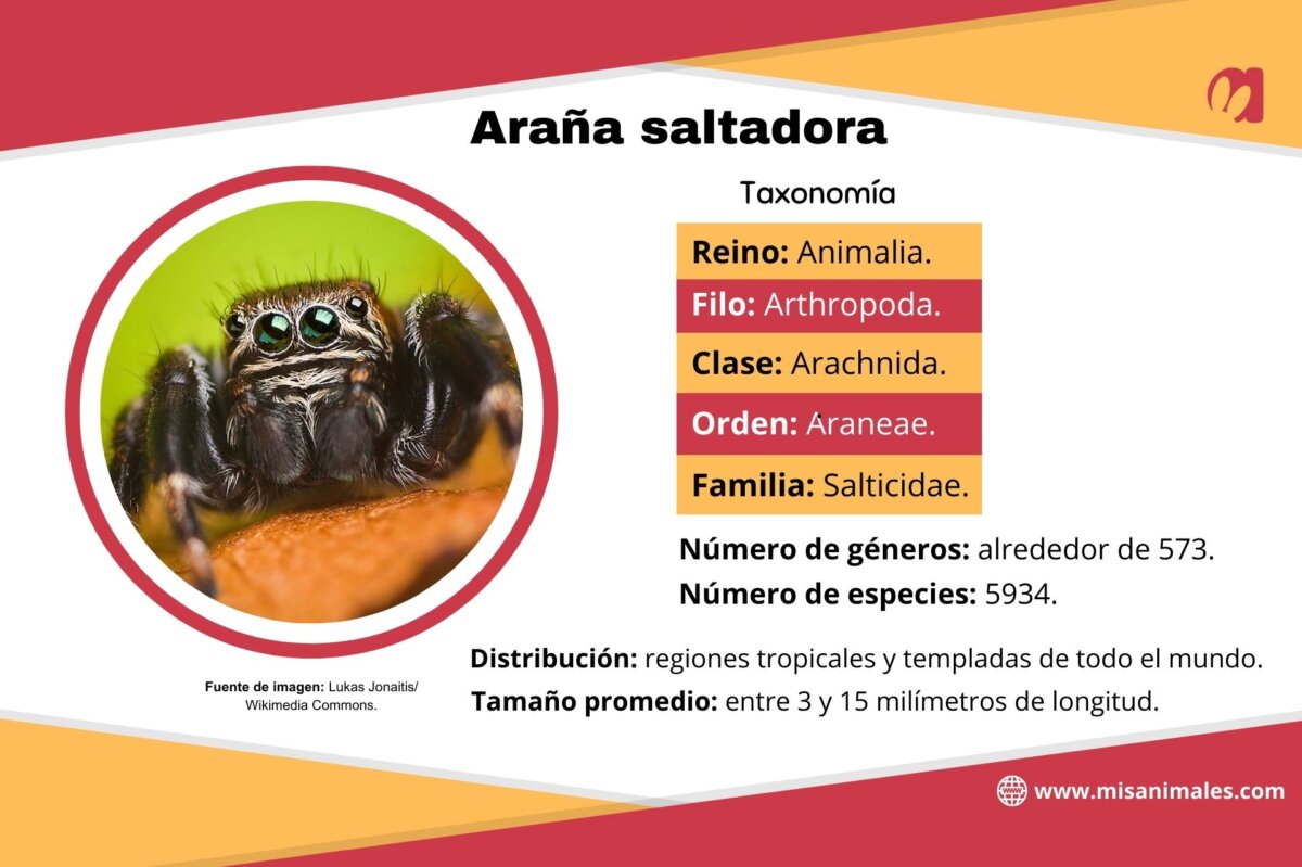 Araña saltadora: características, hábitat y reproducción - MA
