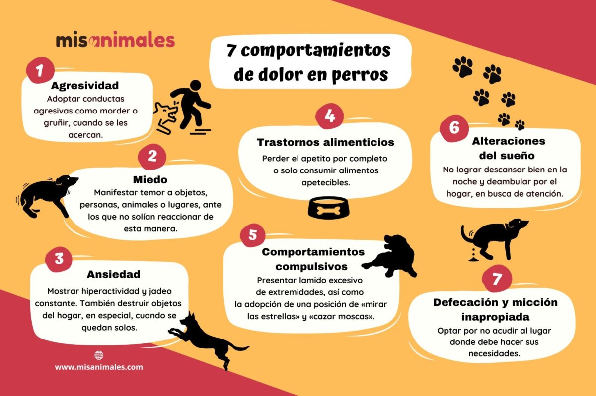 7 comportamientos de dolor en perros | Animales Leales