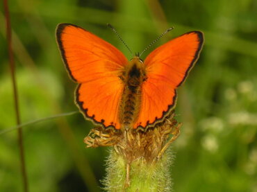 Mariposas: explorando su hábitat y alimentación - Mis animales