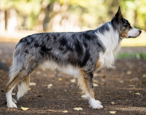 Descubre todos los colores que el «border collie» puede tener - Mis ...