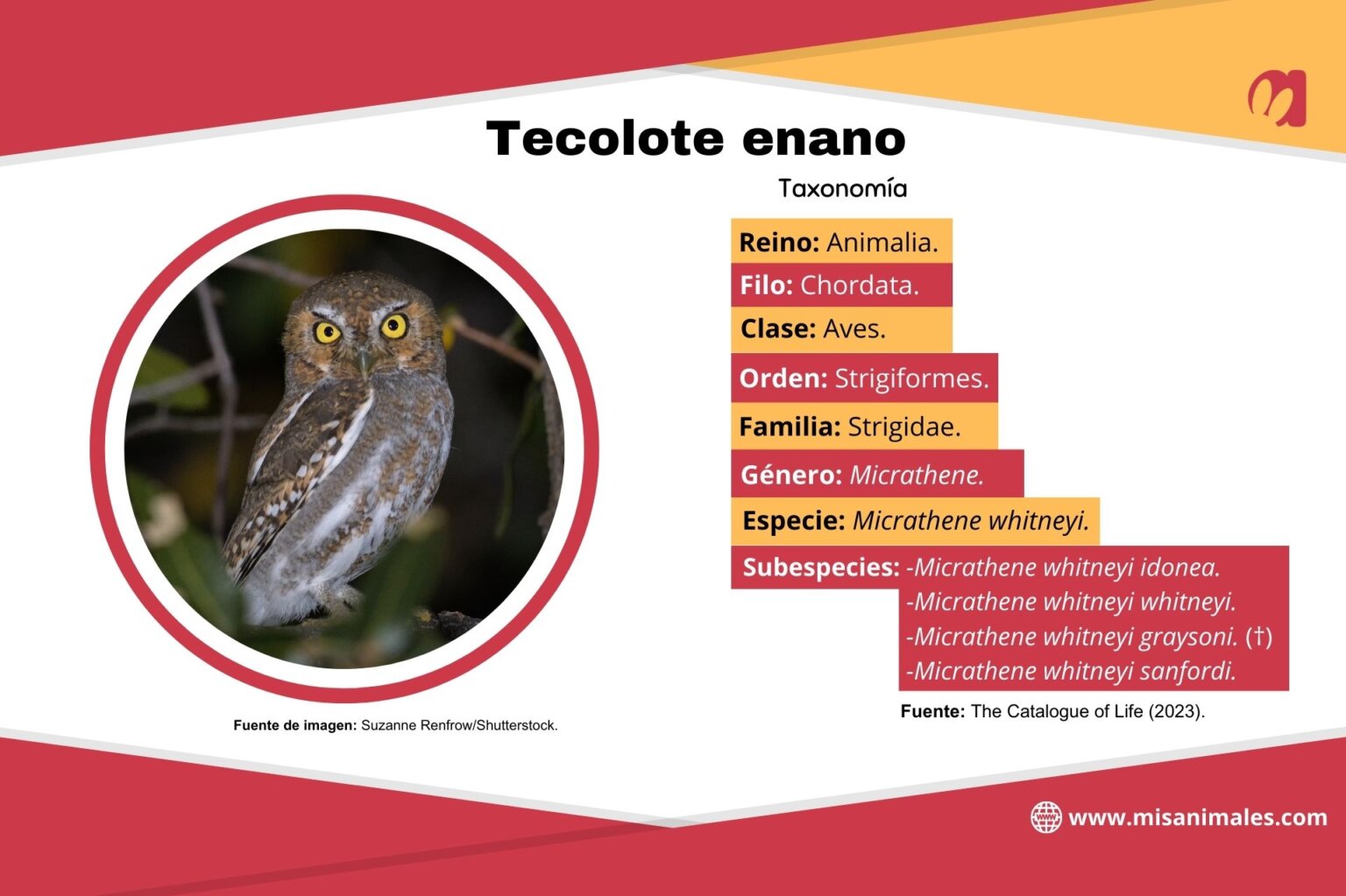 El búho más pequeño del mundo: tecolote enano - Mis animales
