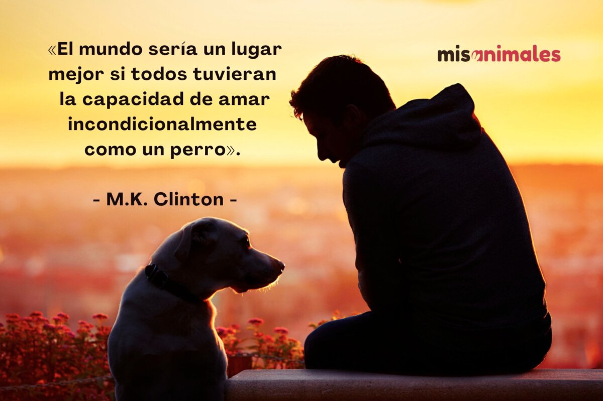 150 frases bonitas de perros y dueños - Mis animales