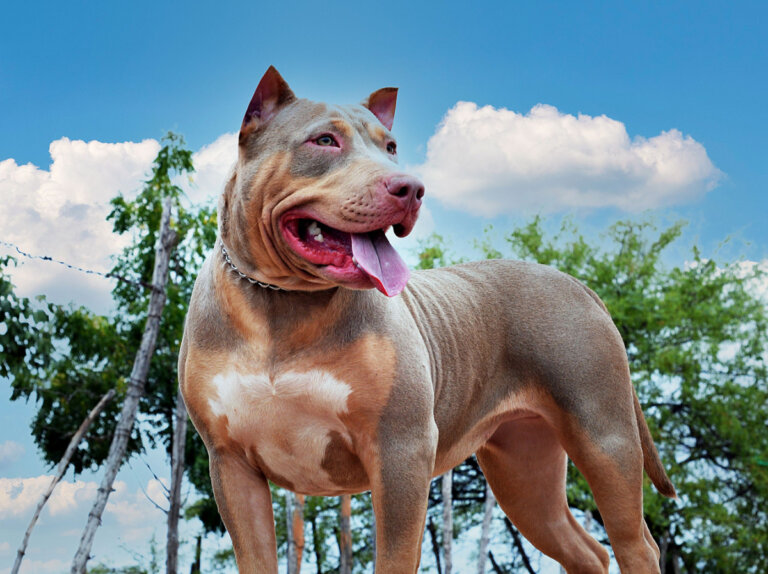 Tipos de pitbull: 15 razas de perros y sus características - Mis animales