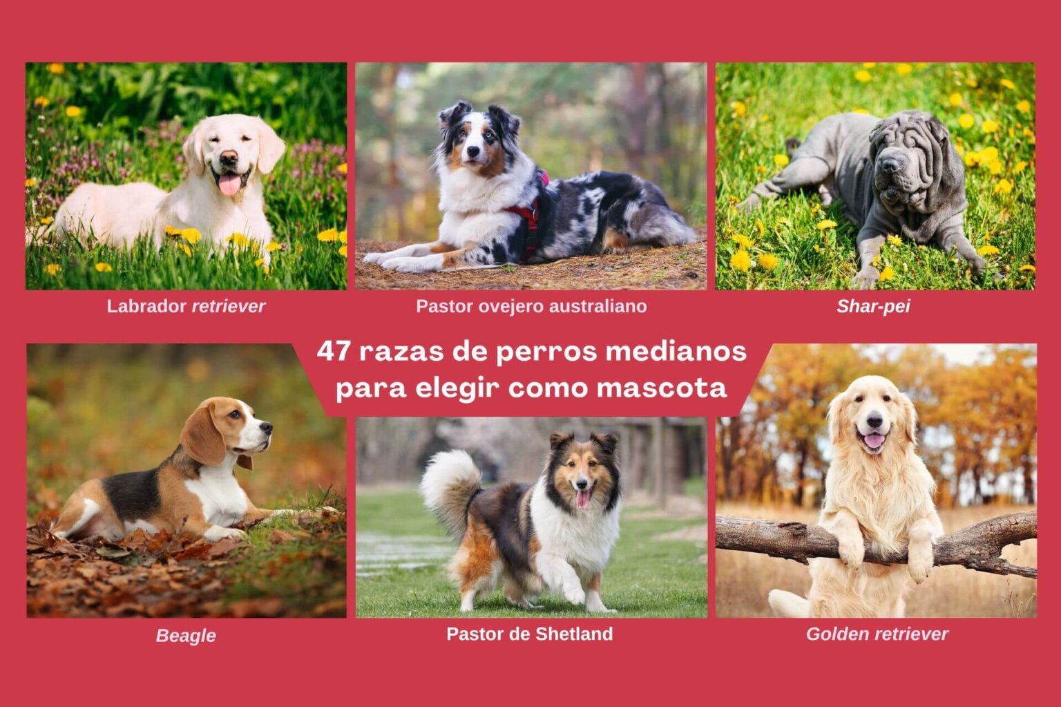 47 razas de perros medianos para elegir como mascota - Mis animales
