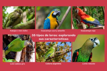 Tipos de loros: explorando las diferentes especies y características