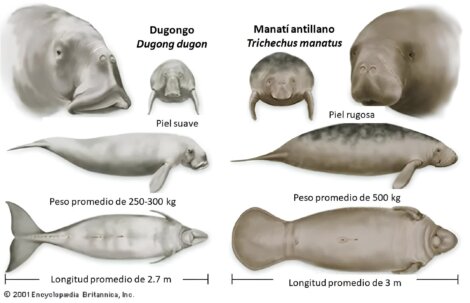 Diferencias entre dugongo y manatí: 23 claves para no confundirlos