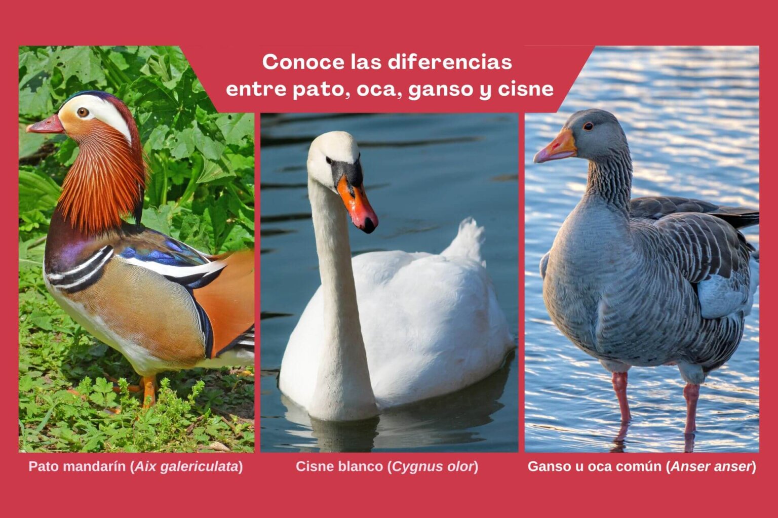 Diferencias entre pato, oca, ganso y cisne - ¡Conócelas aquí!