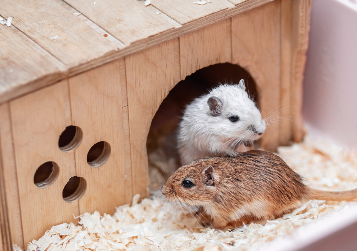 El jerbo como mascota: 7 datos curiosos sorprendentes - Mis animales